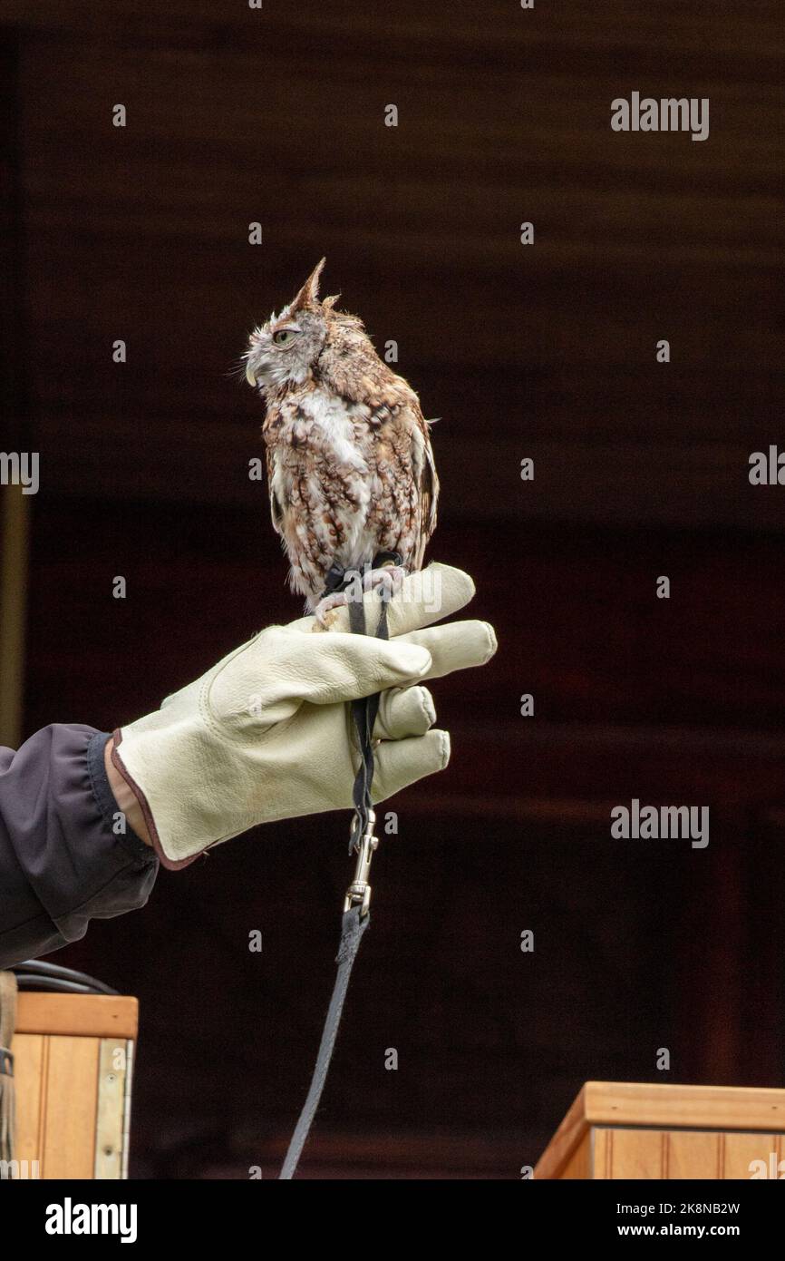 An educational demonstration about owls Stock Photo - Alamy