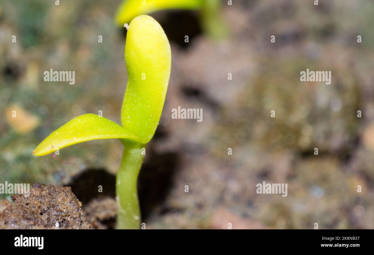 Macro image of seed germination with blurred background. Close up image ...