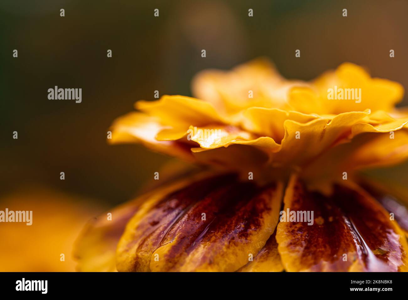Closeup shot red marigold flower hi-res stock photography and images ...