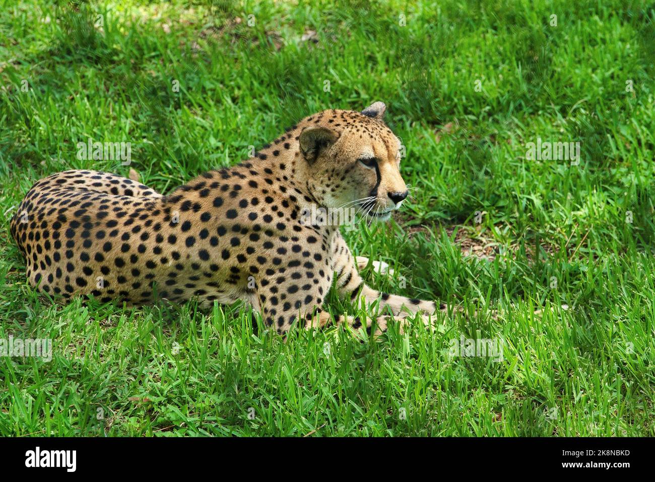 A leopard with black spots lying on the grass in a zoo in daylight ...