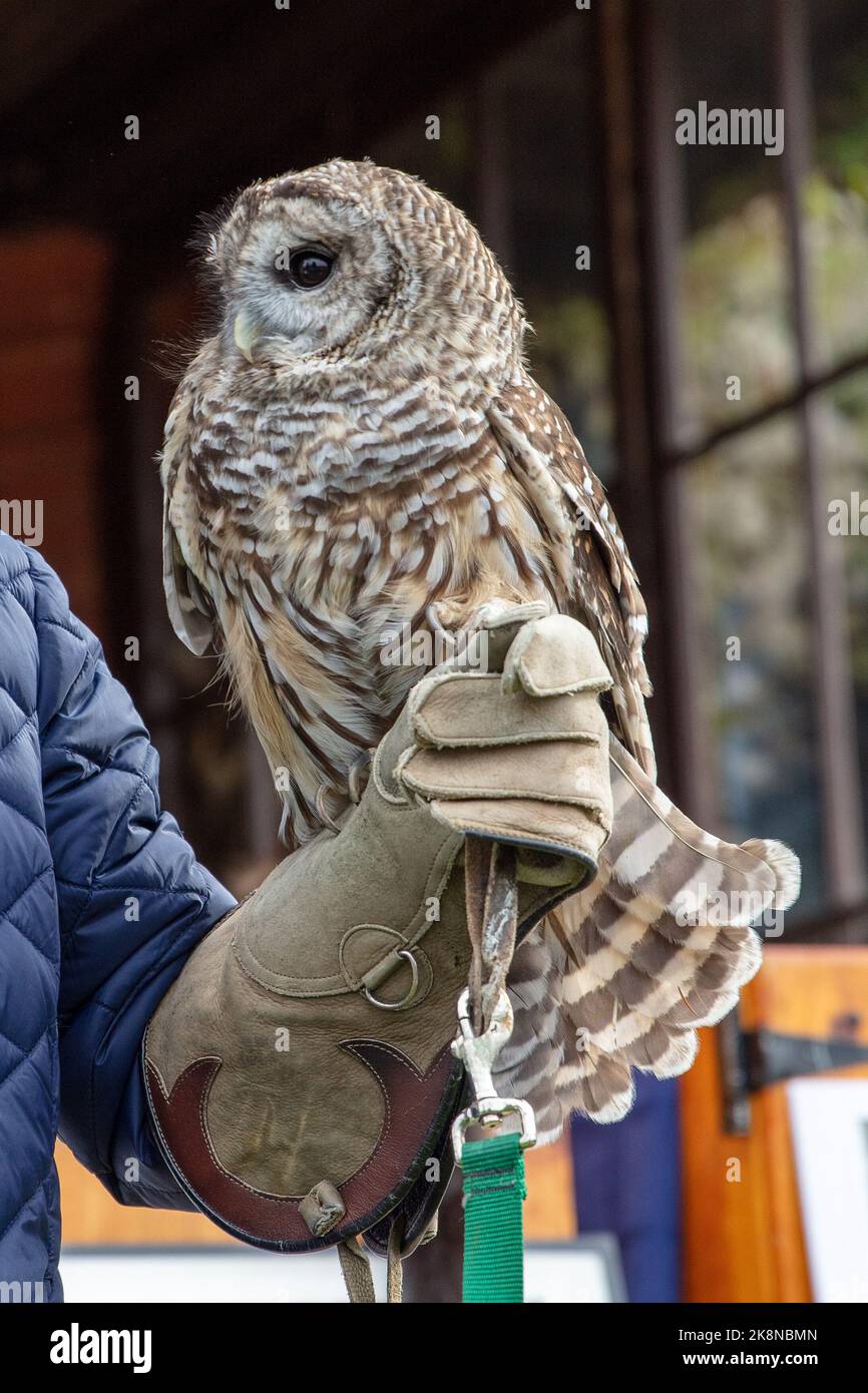 An educational demonstration about owls Stock Photo - Alamy