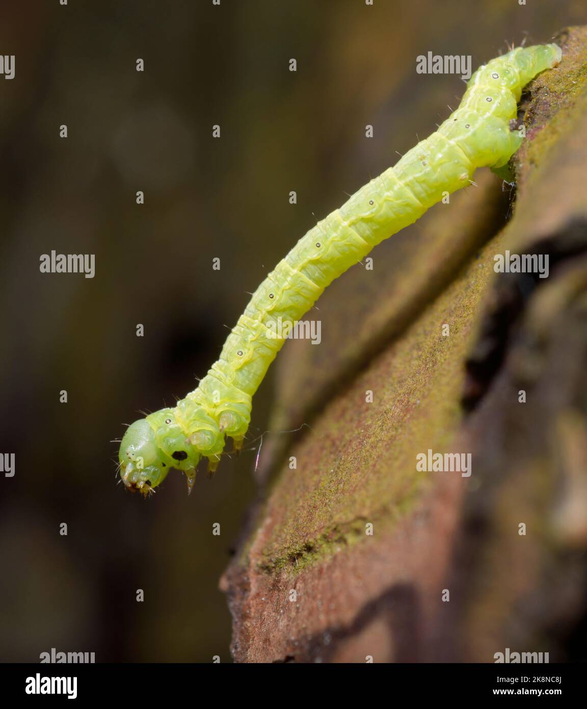 inchworm of geometer moth, geometridae, crawling on a tree trunk Stock ...