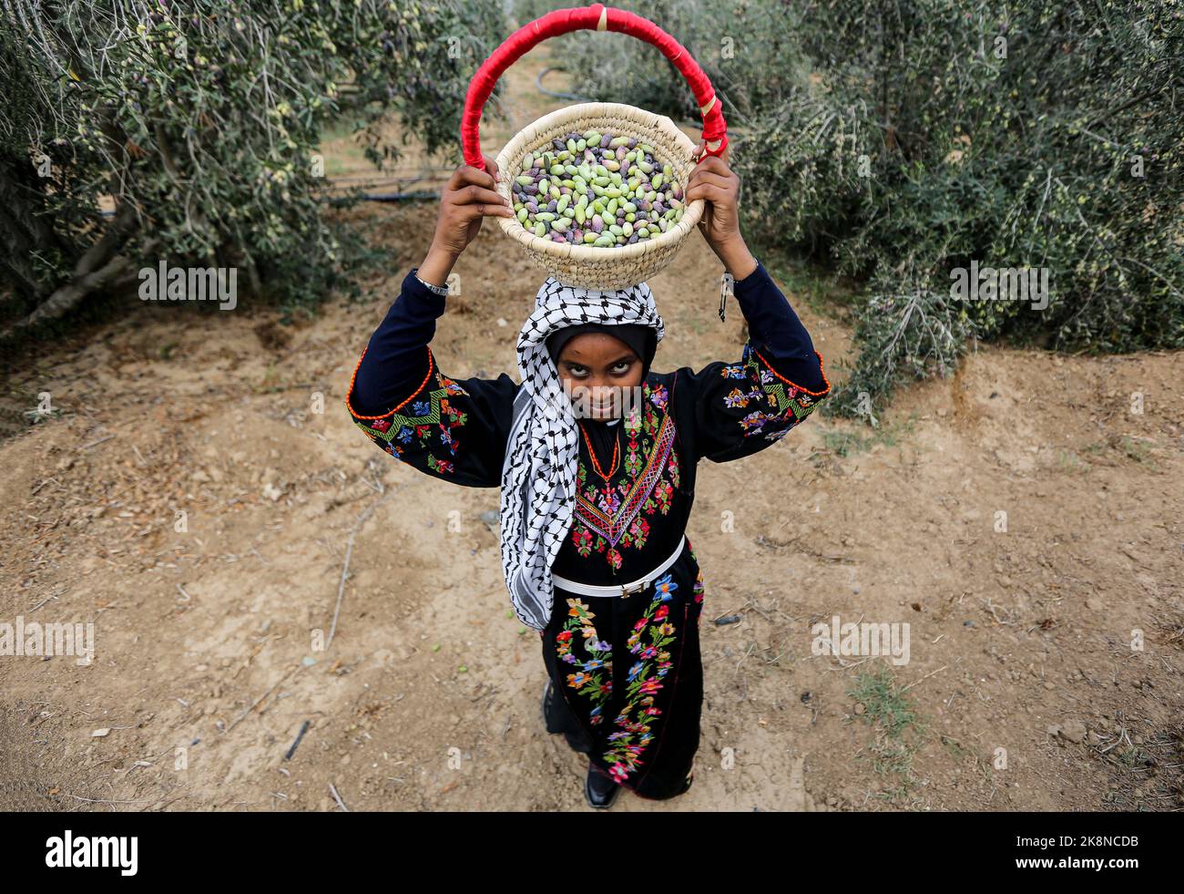 Gaza, Palestine. 23rd Oct, 2022. A Palestinian girl carries an olive ...