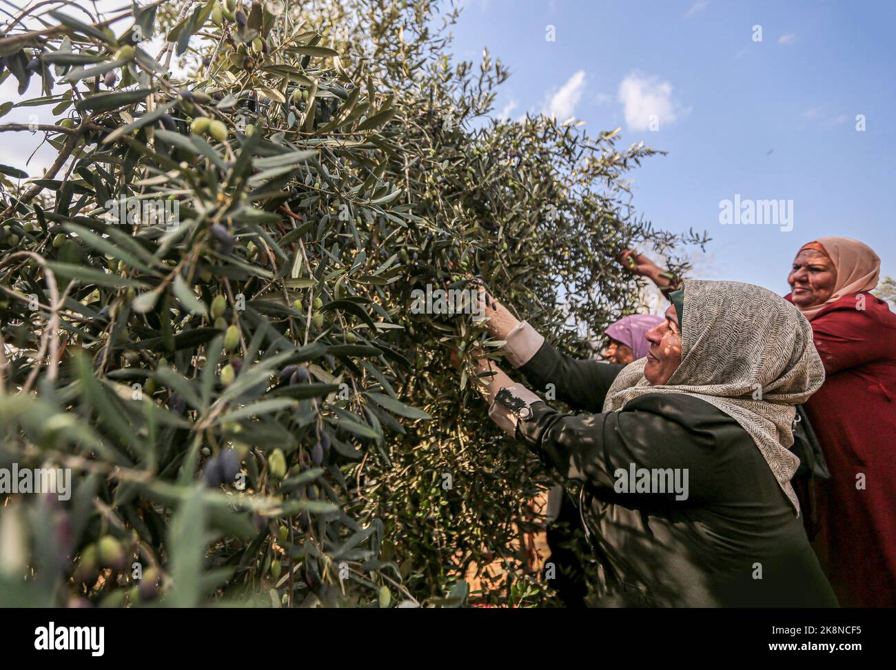 Gaza, Palestine. 23rd Oct, 2022. Palestinian women picking olives ...