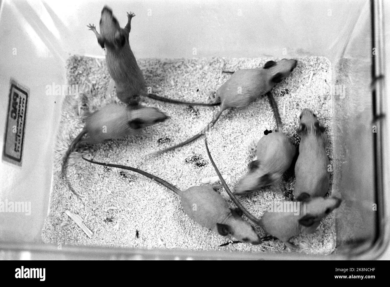Oslo May 1974 Animal tests at the animal department at the National ...