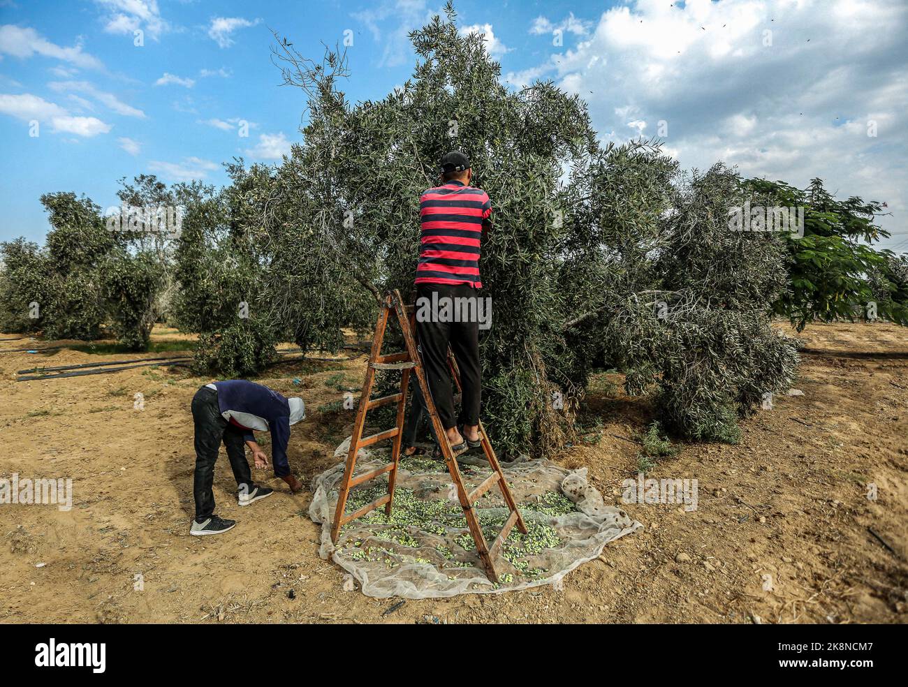 Gaza, Palestine. 23rd Oct, 2022. Palestinian men picking olives during ...