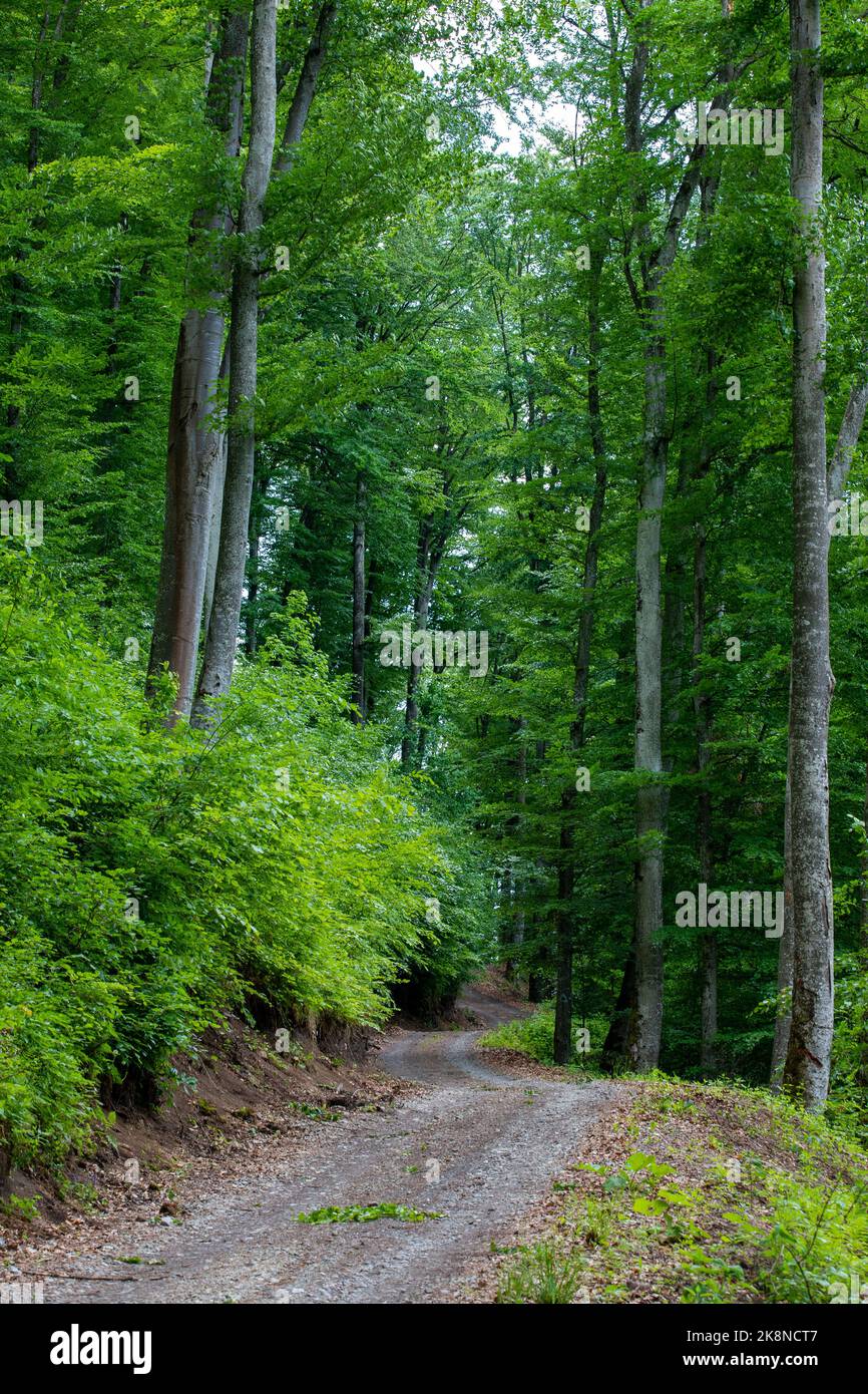 The vertical view of a pathway in the forest with green leafy trees ...