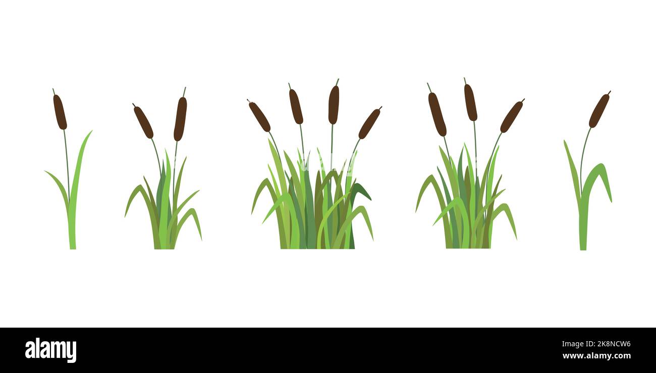 Reeds on background water Stock Vector Images - Alamy