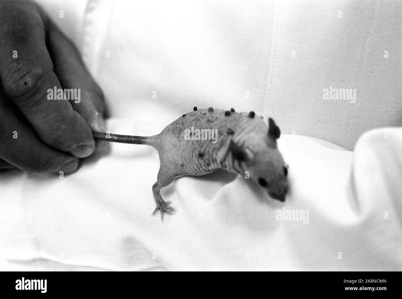 Oslo May 1974 Animal tests at the animal department at the National ...