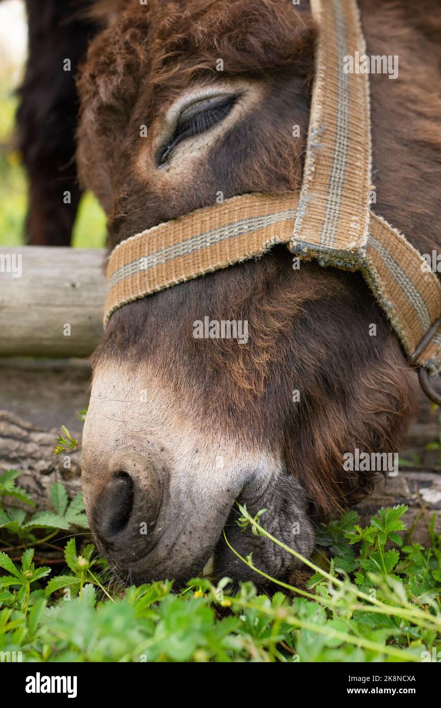 Pyrenean donkey hi-res stock photography and images - Alamy