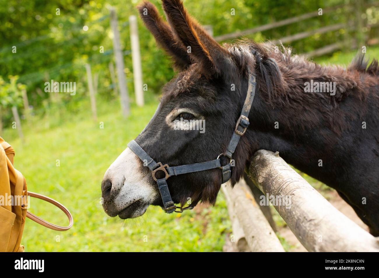 Pyrenean donkey hi-res stock photography and images - Alamy