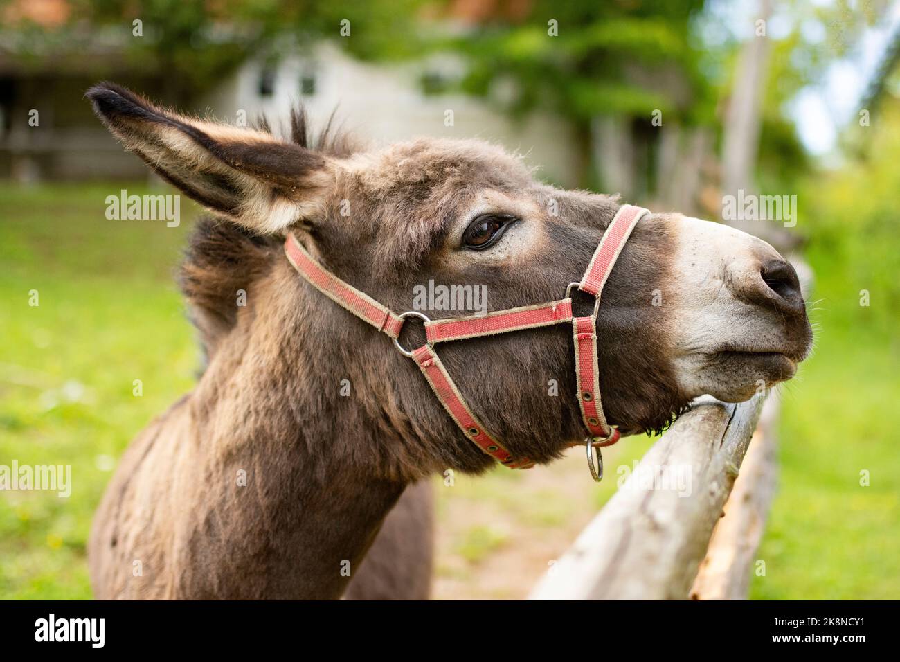 Pyrenean donkey hi-res stock photography and images - Alamy