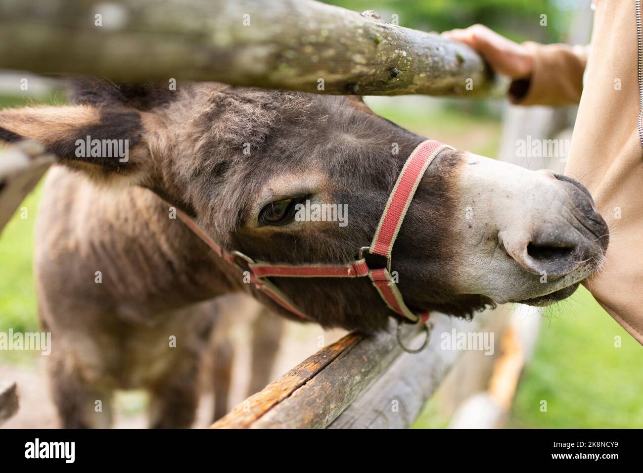 A cute Pyrenean donkey caught the jacket of a person behind the wooden ...