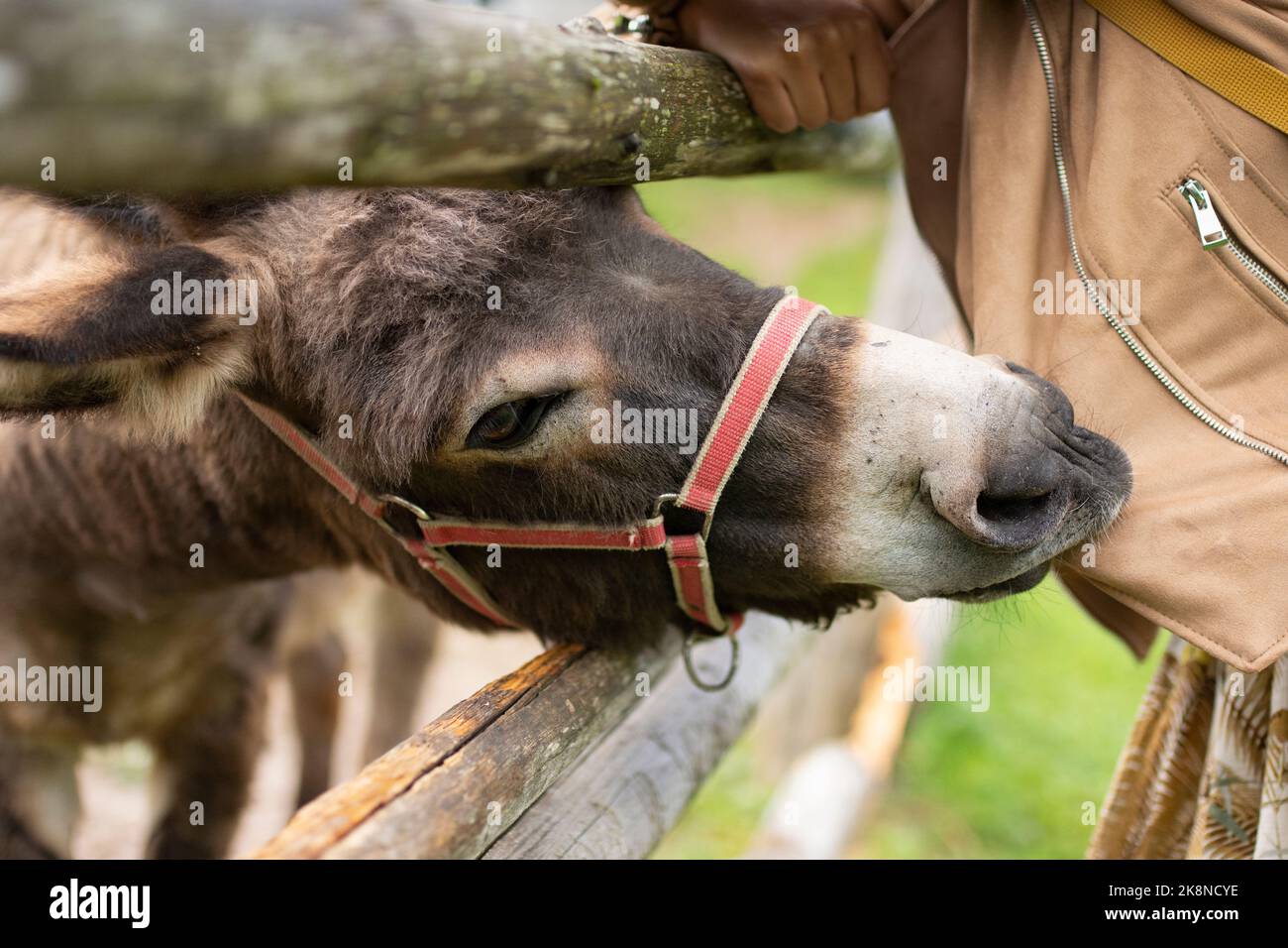 A cute Pyrenean donkey caught the jacket of a person behind the wooden ...