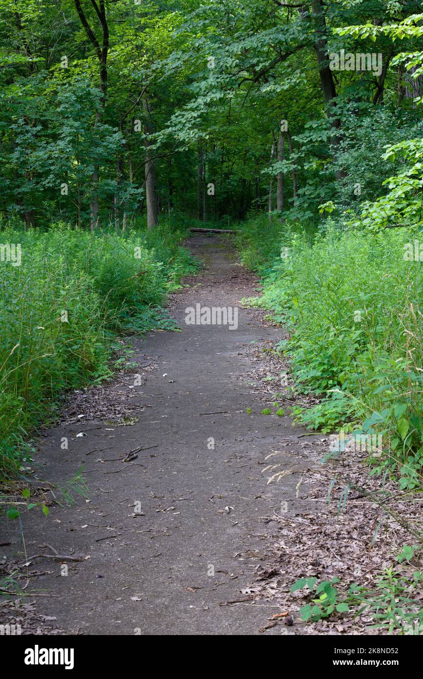 A vertical shot of a walking path in a forest surrounded by lush green ...