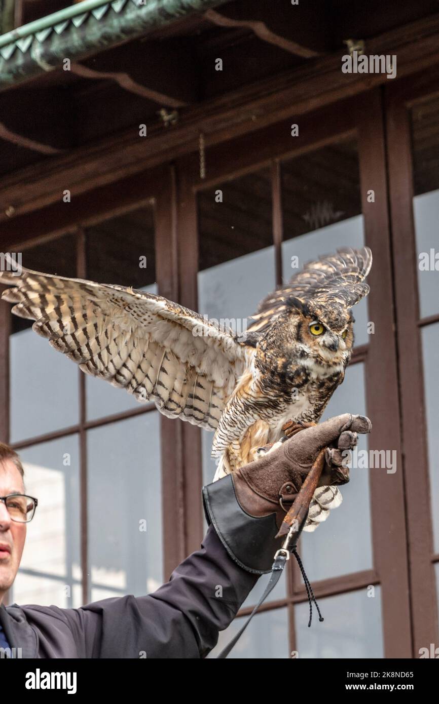 An educational demonstration about owls Stock Photo - Alamy