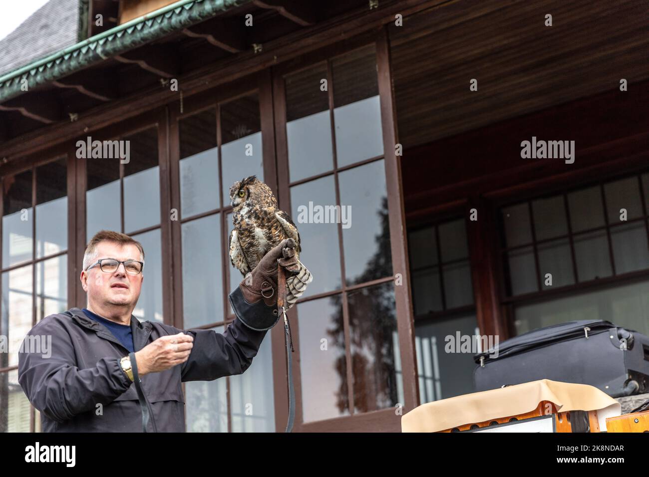 Wingmasters: The World of Owls demonstration Stock Photo - Alamy