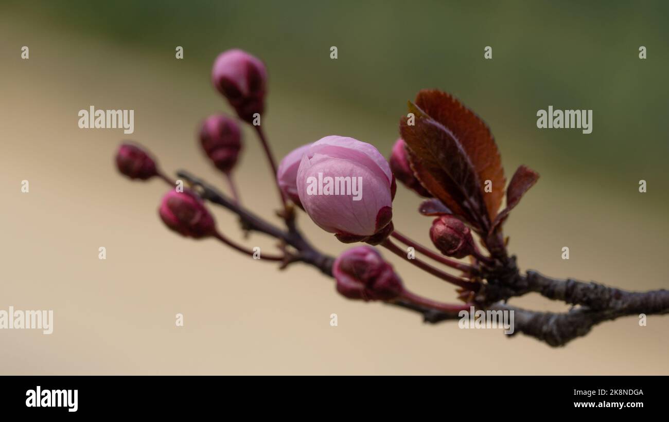 The close-up view of a blossoming cherry tree branch with pink buds ...