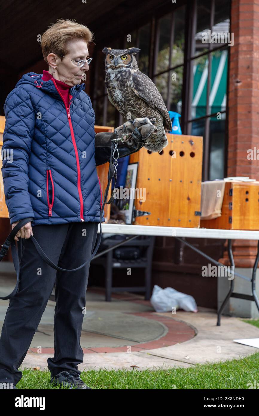 Wingmasters: The World of Owls demonstration Stock Photo - Alamy