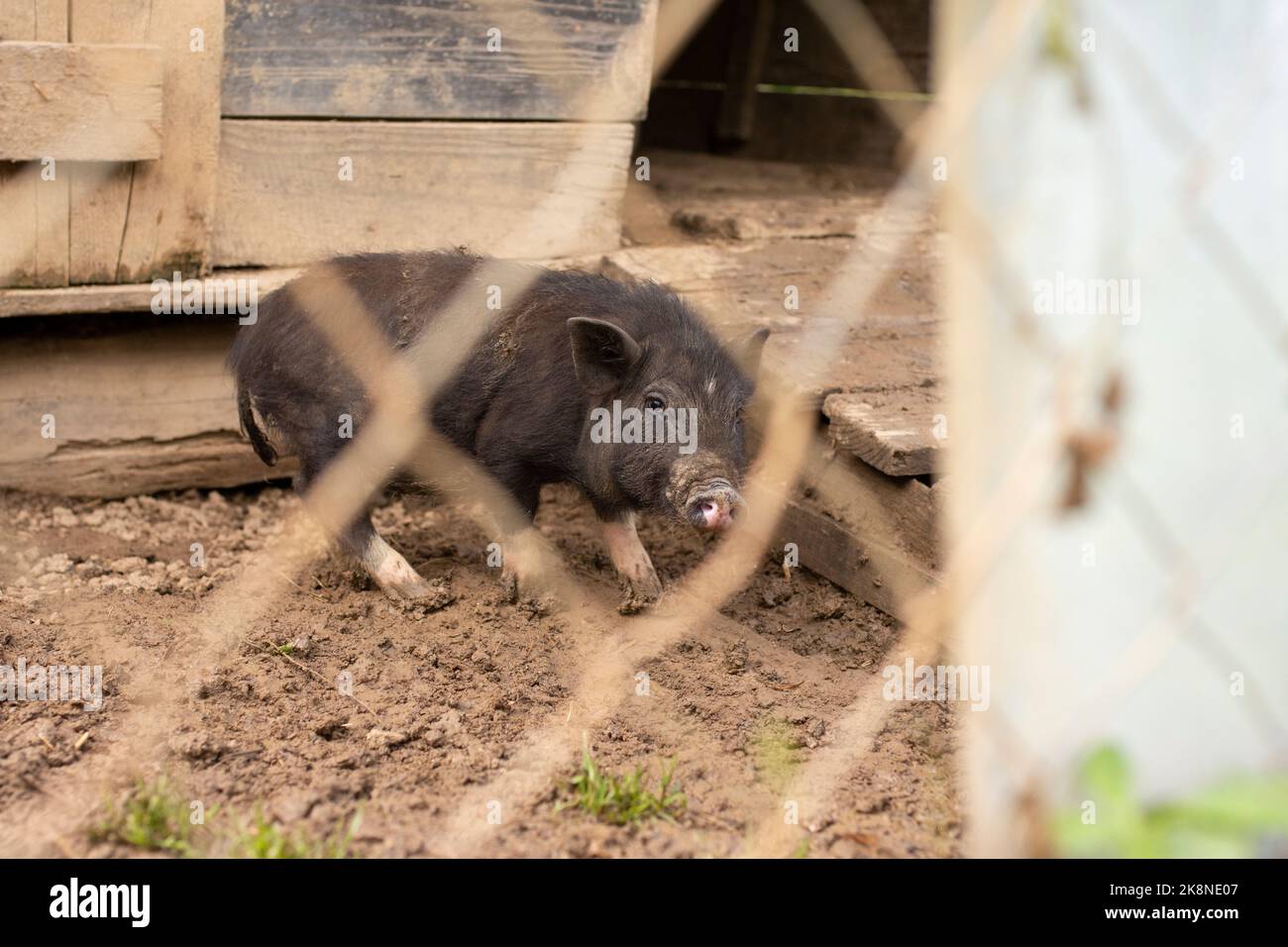 A funny black mini pig behind the fence in the farm Stock Photo - Alamy