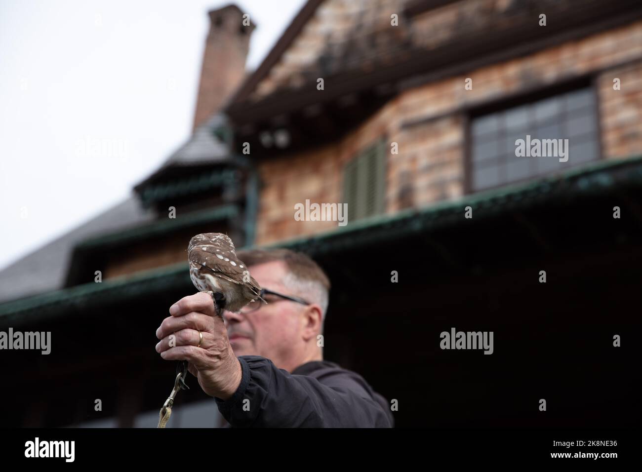 Wingmasters: The World of Owls demonstration Stock Photo - Alamy