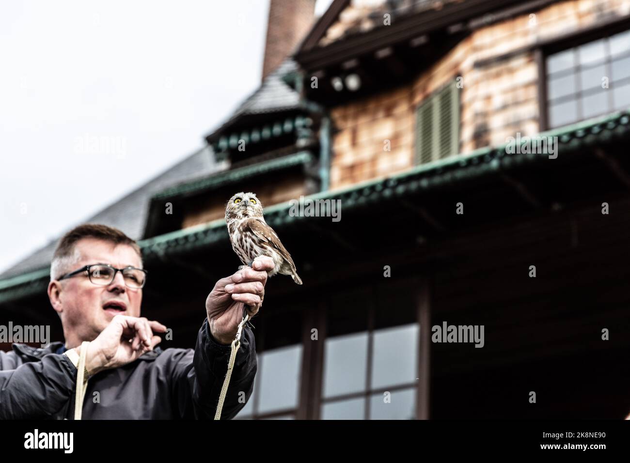 Wingmasters: The World of Owls demonstration Stock Photo - Alamy