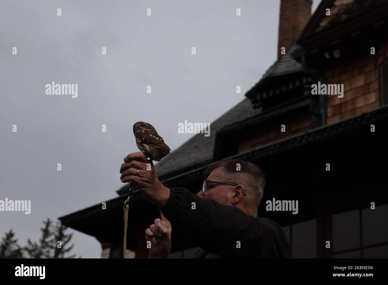 Wingmasters: The World of Owls demonstration Stock Photo - Alamy