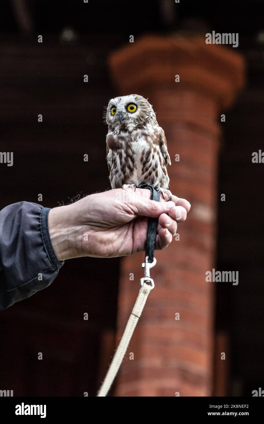 Wingmasters: The World of Owls demonstration Stock Photo - Alamy