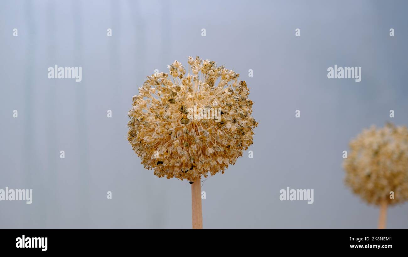 Dried faded Allium giganteum flower macro on light background. Close-up ...