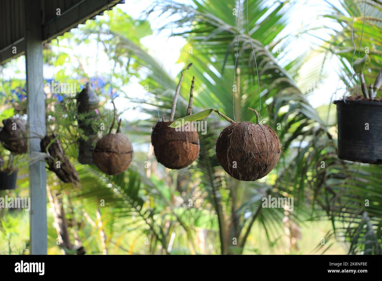 The hanging flower pots made with coconuts Stock Photo - Alamy