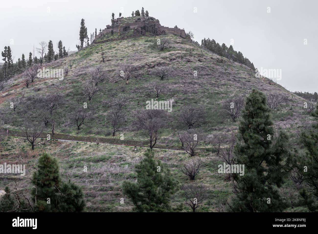 Dead mountain pine hi-res stock photography and images - Alamy