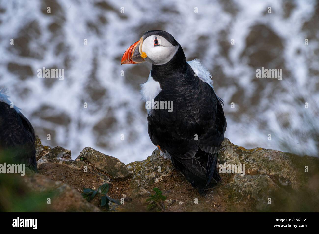 Puffin nesting and perched on cliff face on rugged UK coastline view ...