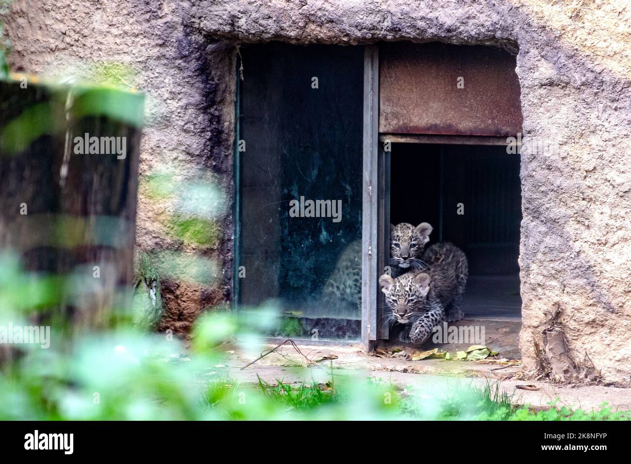 Panthera pardus tulliana hi-res stock photography and images - Alamy