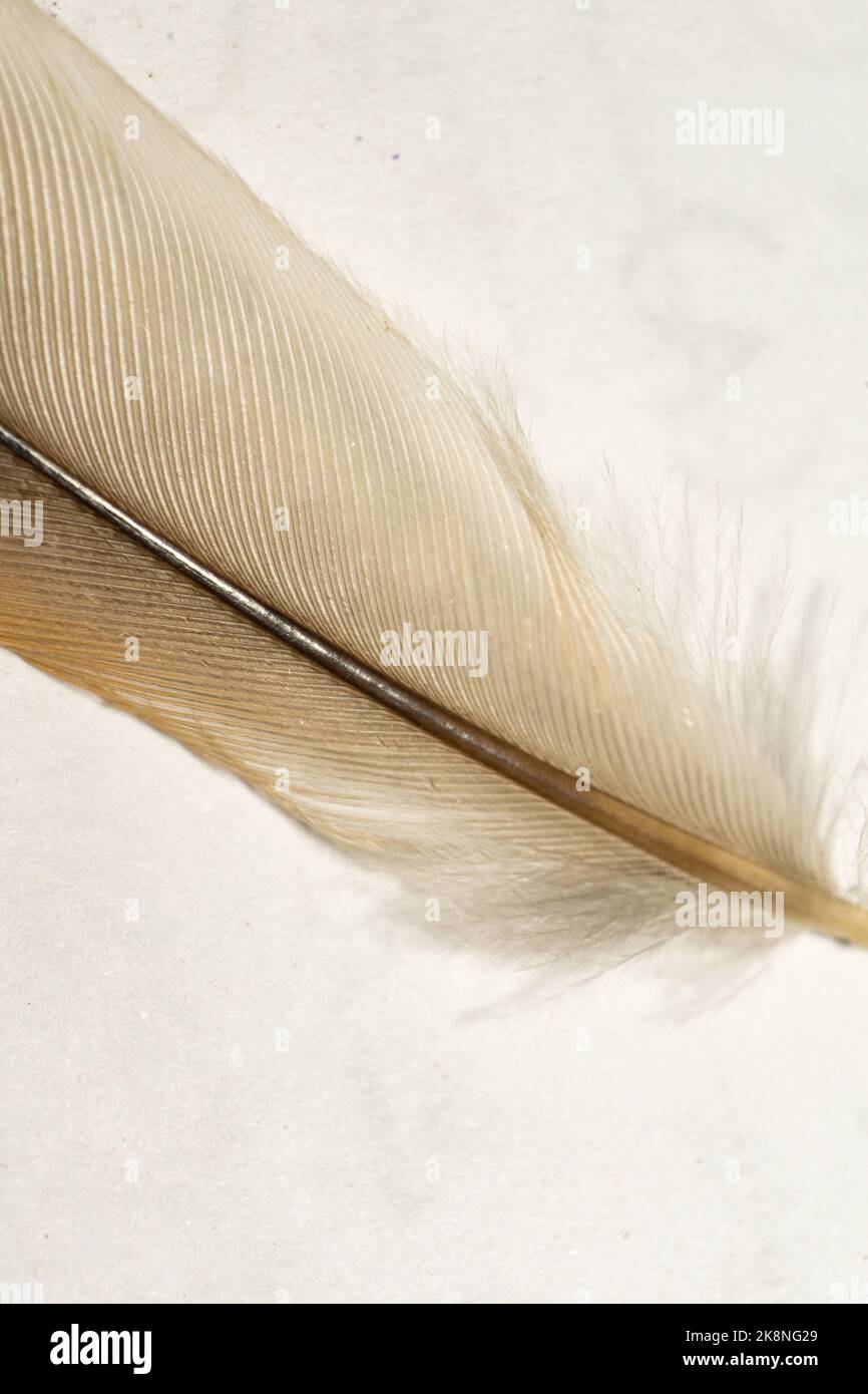A close up image of a beautiful feather with white background and ...