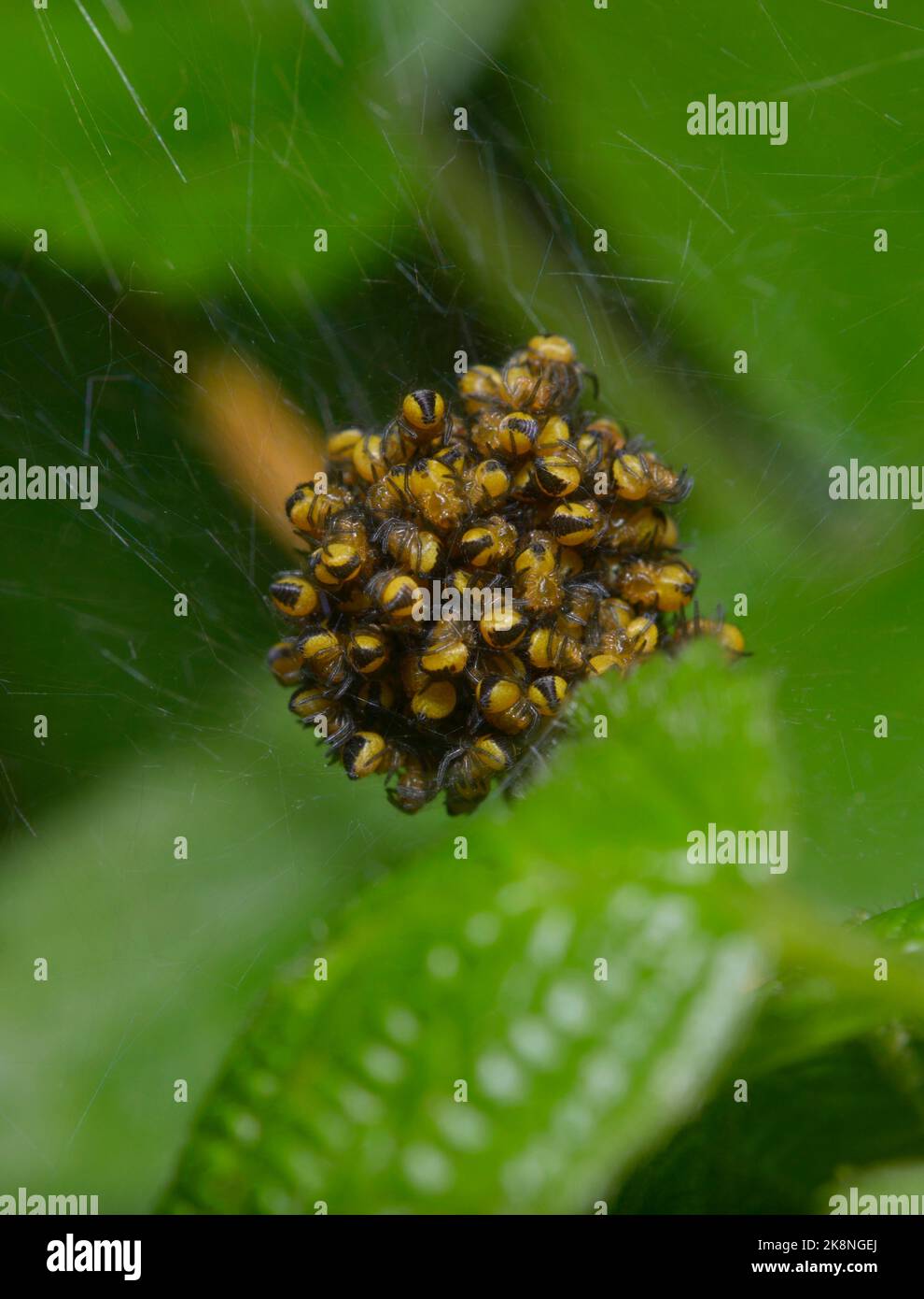 young baby yellow garden spiders Argiope aurantia, nest Stock Photo - Alamy