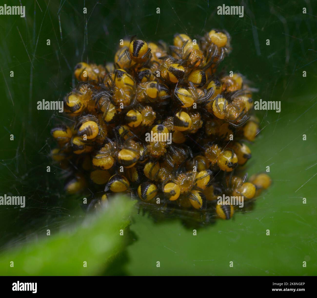 young baby yellow garden spiders Argiope aurantia, nest Stock Photo - Alamy