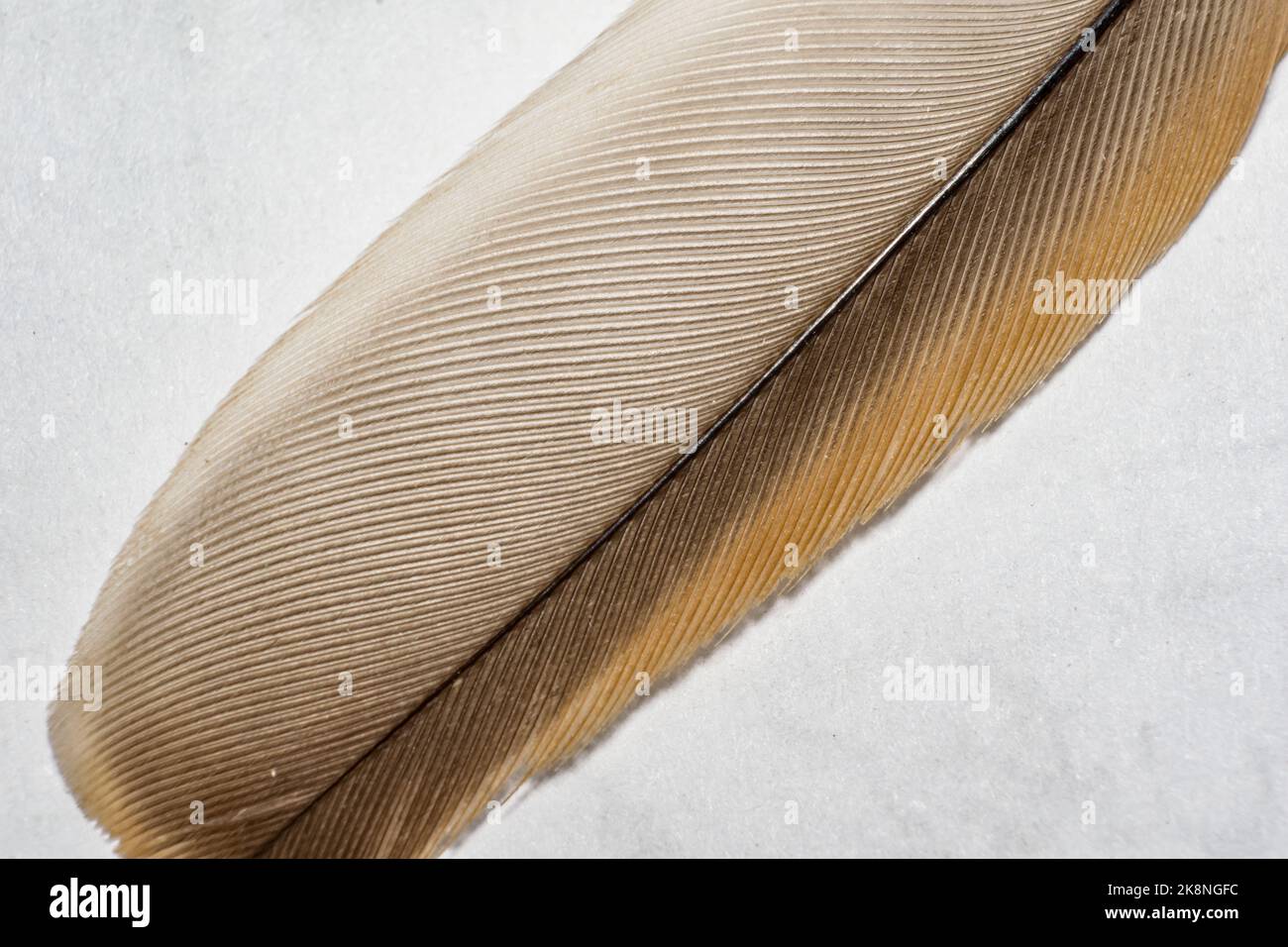 A close up image of a beautiful feather with white background and ...