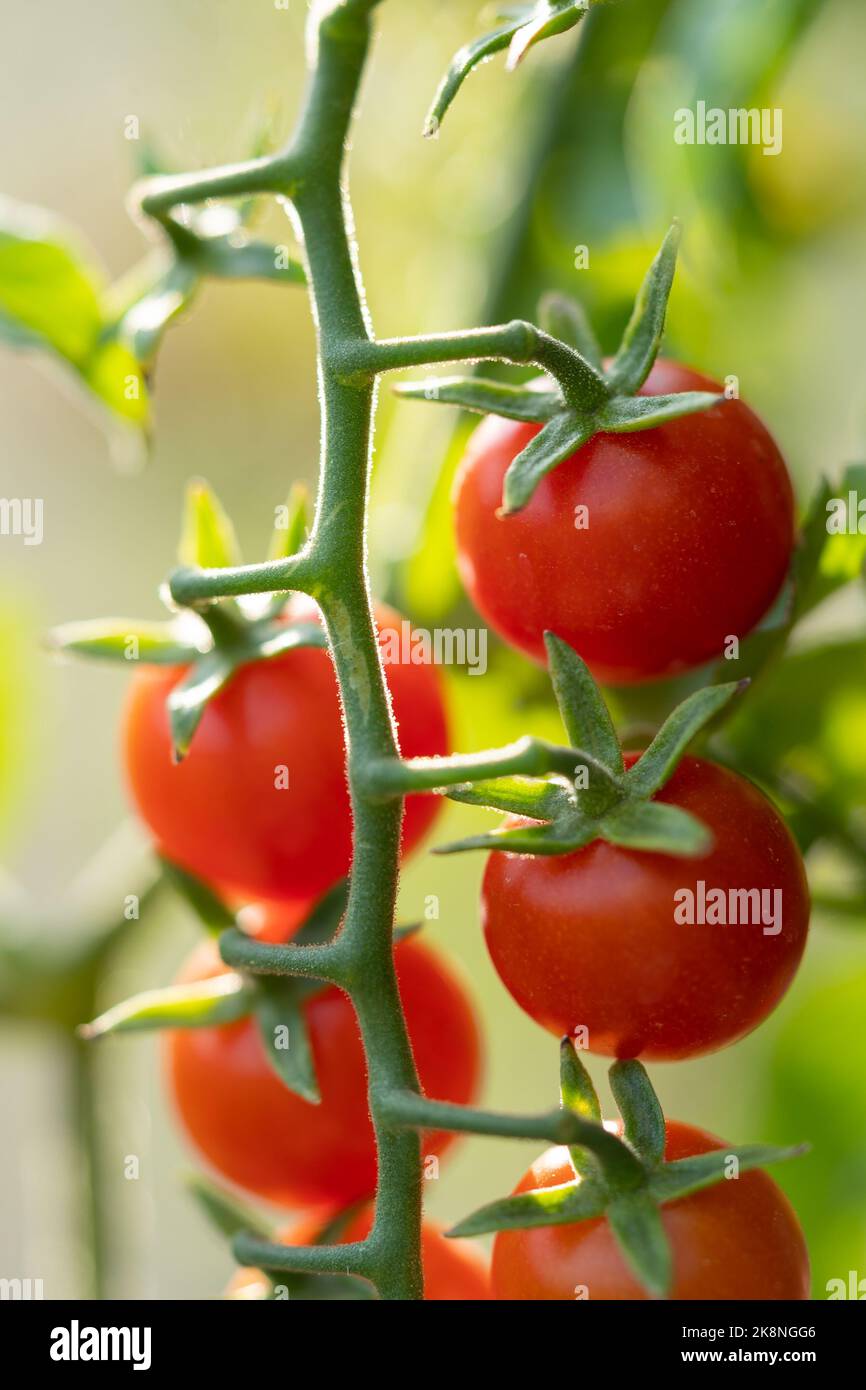 Ripe appetizing cherry tomatoes hanging from green twig at time fruit ripening in greenhouse or ...