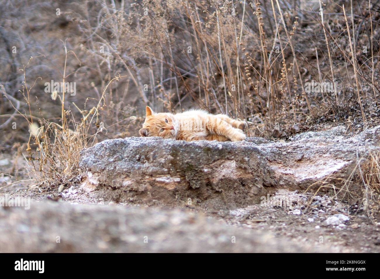 A ginger cat lying on rocks in The Great Wall, Beijing, China Stock ...