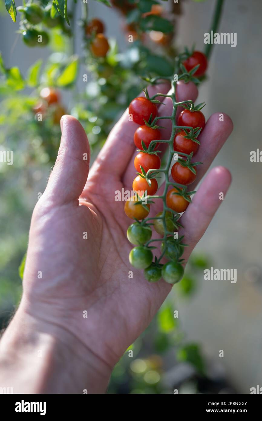 Hand of farmer carefully picking fresh cherry tomatoes from bush during harvest season close-up ...