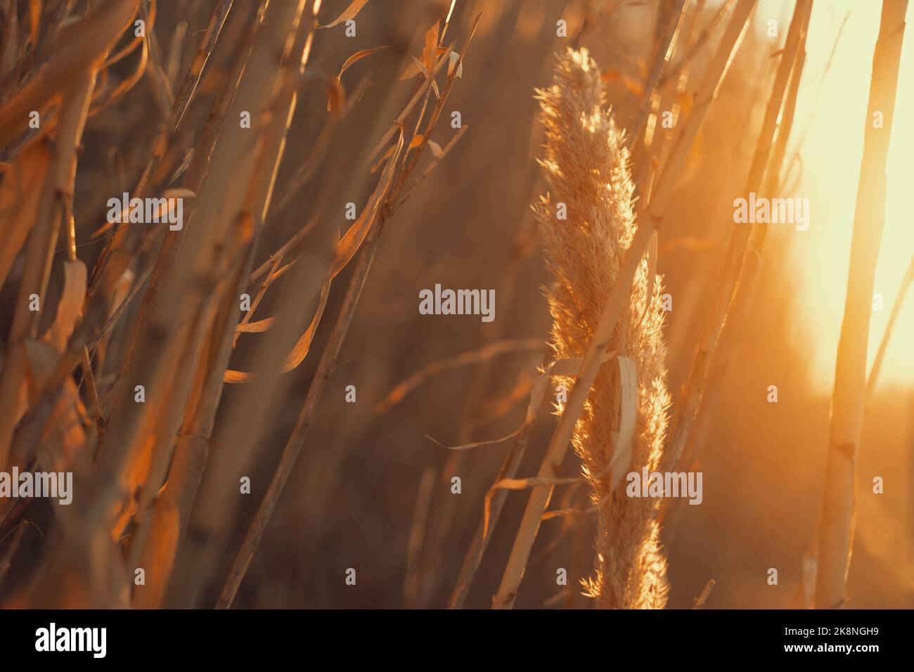 A glowing sunset captured behind dry plants in closeup ready to be ...