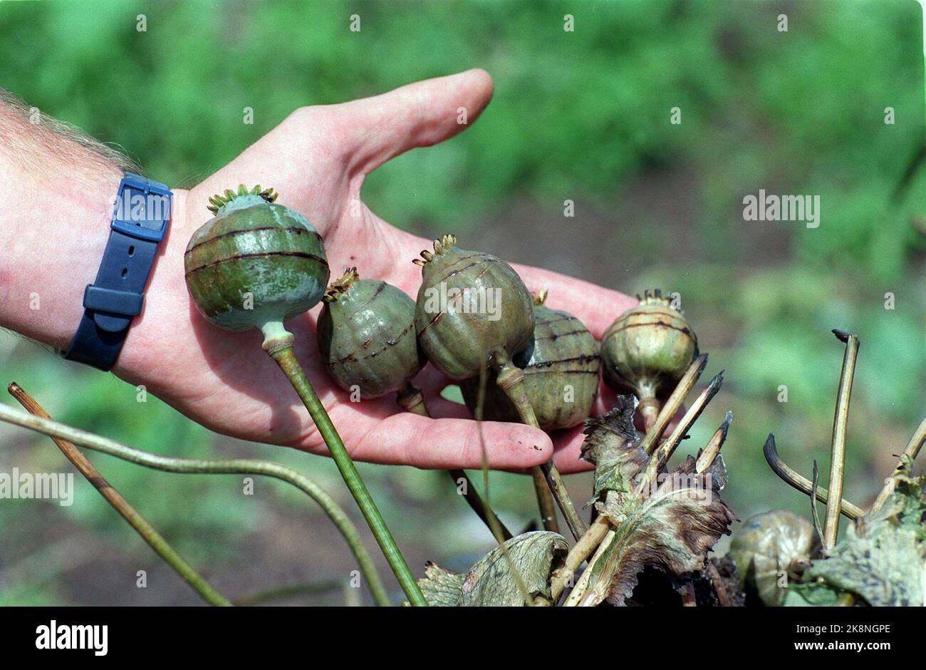 Oslo 1989: Opium poppies (photographed at Gaustad Hospital). Drug ...