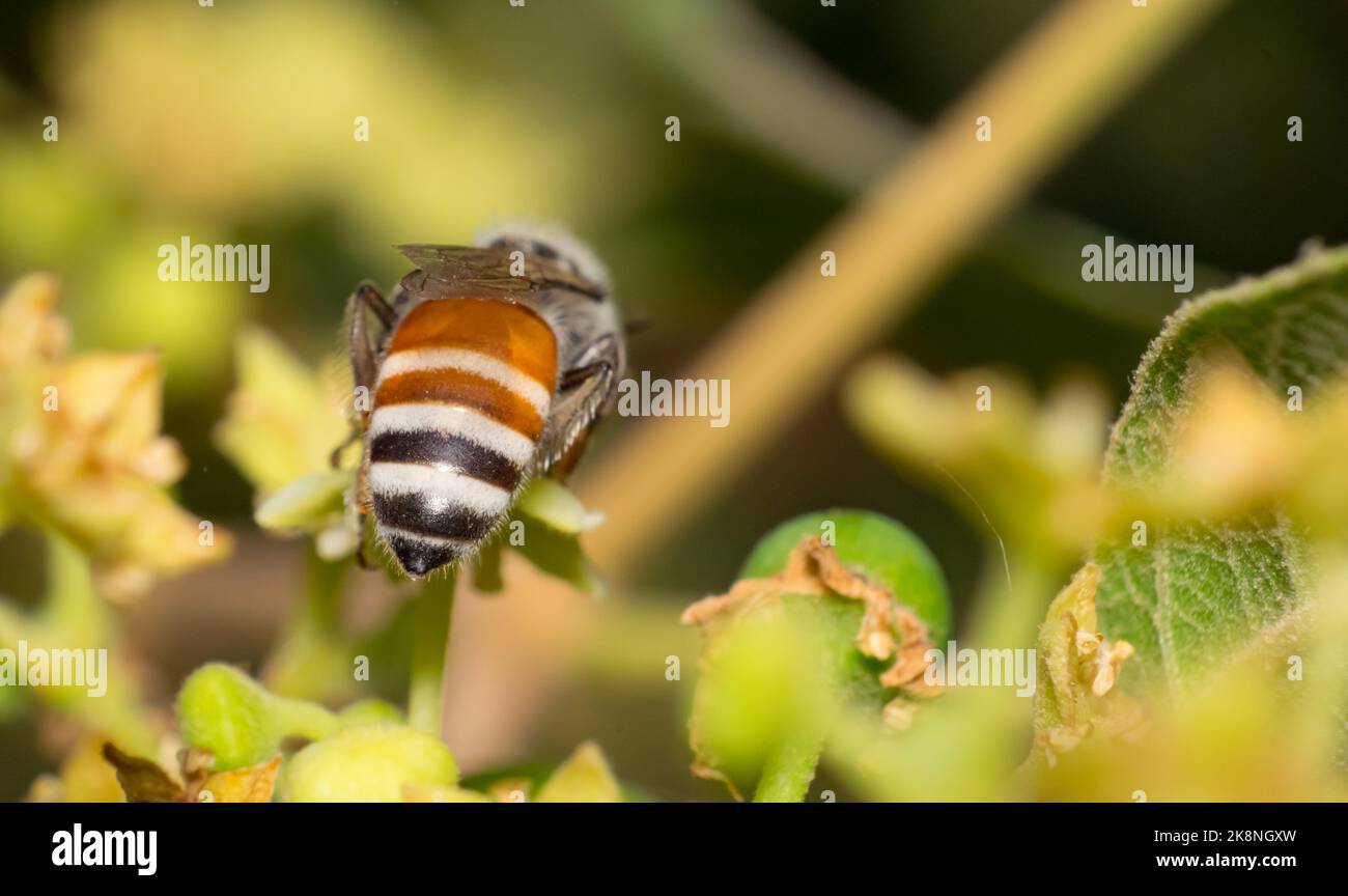 Side view of a Honey Bee collecting nectar from Jujube frowers with ...