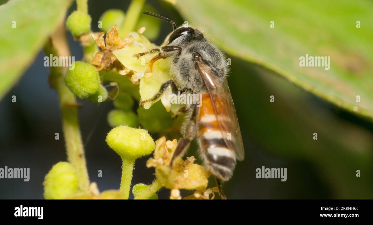 Side view of a Honey Bee collecting nectar from Jujube frowers with ...
