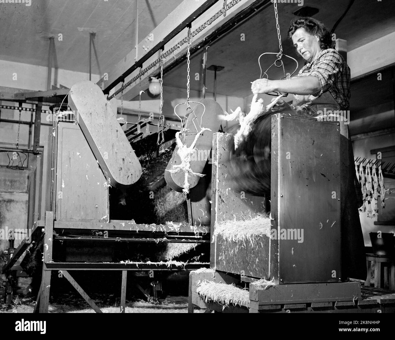 June 1949 we follow a modern hen life hi-res stock photography and ...