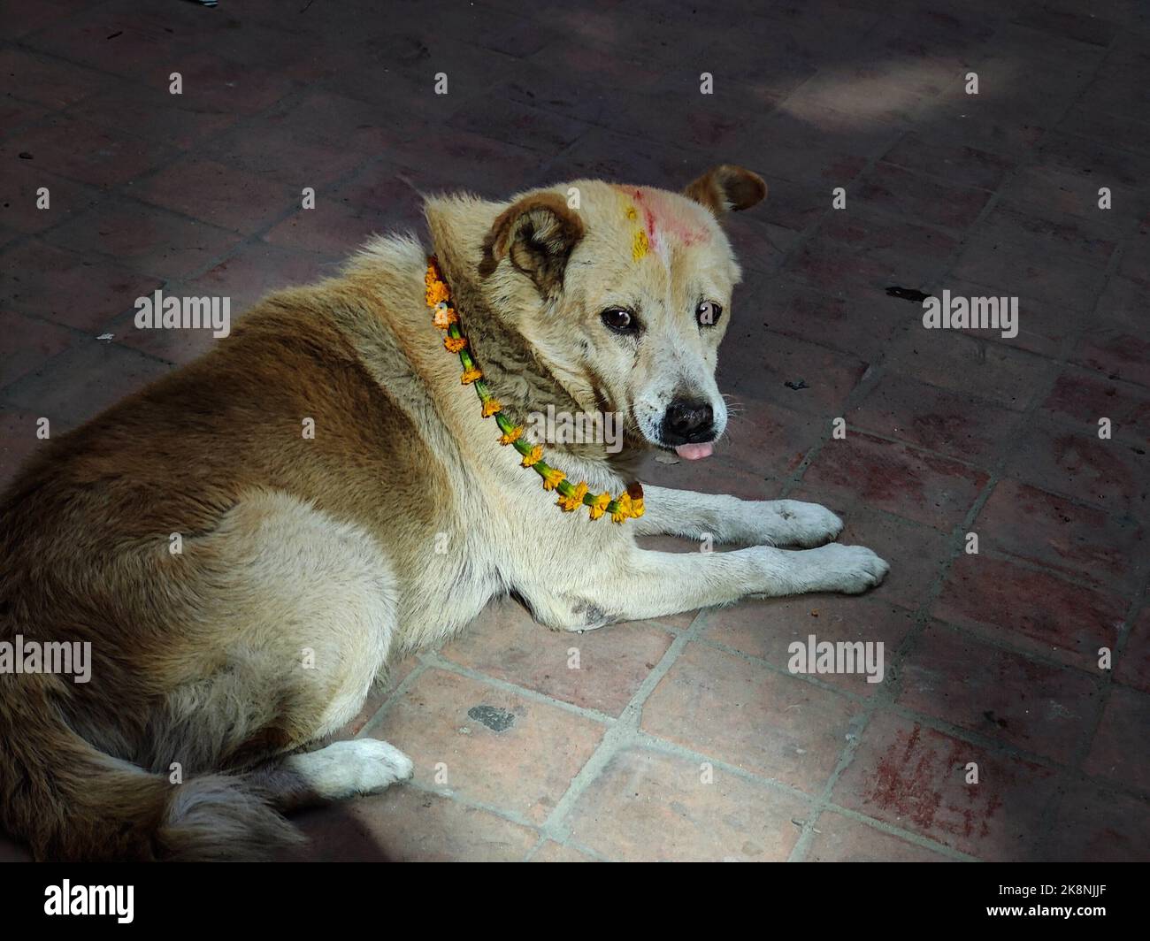 Kathmandu, Bagmati, Nepal. 24th Oct, 2022. A dog is worshiped during ...