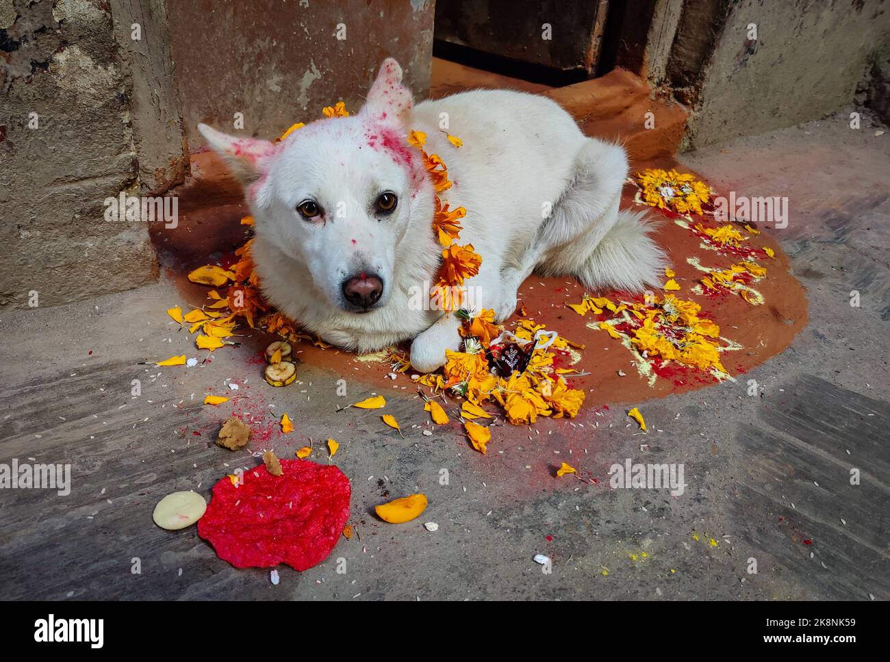 Kathmandu, Bagmati, Nepal. 24th Oct, 2022. A dog is worshiped during ...