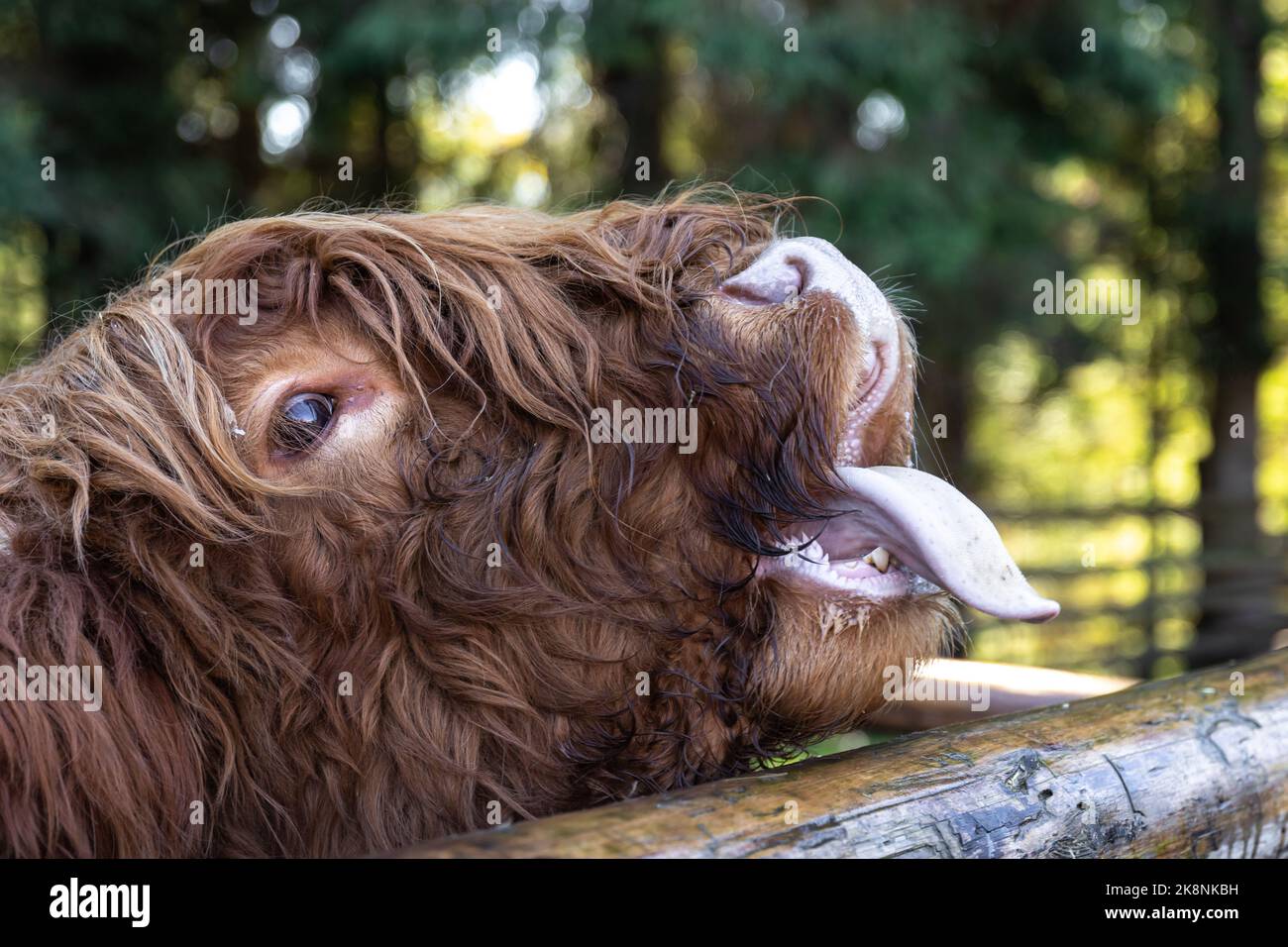 Close-up, muzzle of a bull behind a wooden partition Stock Photo - Alamy
