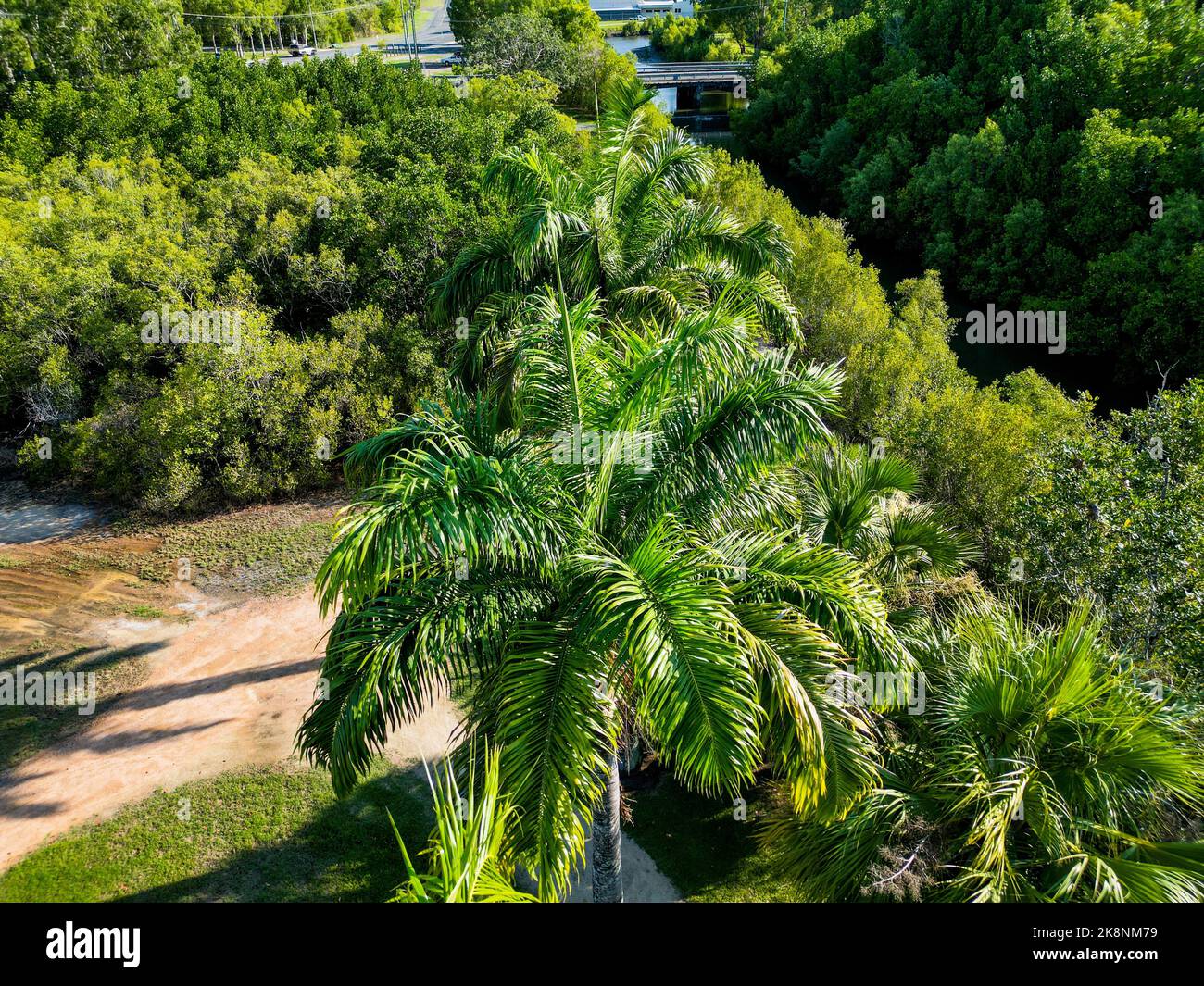 Aerial close up shot of plam tree in Cairns Stock Photo - Alamy