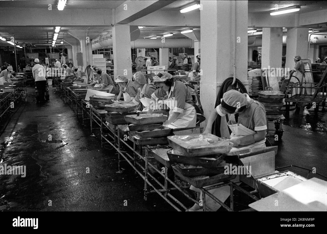 Hammerfest 19730202. Fillet production at the Findus factory in ...